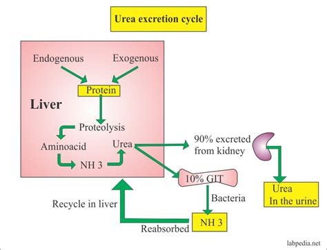 Urine Part 3 24 Hrs Urine Urea Urine Urea Nitrogen 24 Hours Labpedia Net