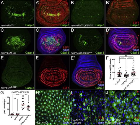 E2f1 Sd Interactions Modulate Apoptosis And Intestinal Stem Cell