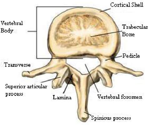 Segmentation Of Trabecular Bones From Vertebral Bodies In Volumetric Ct