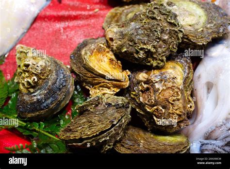 Fresh Shell Oysters At The Fish Market Oysters On Fish Counter Stock