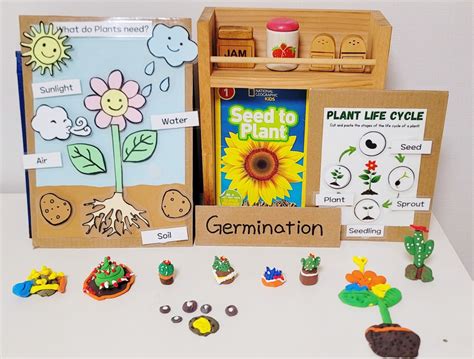 Germination Experiment From Egg Shells