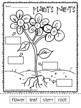 Science Worksheets For 1st Grade Plants Plants Teaching Resources For