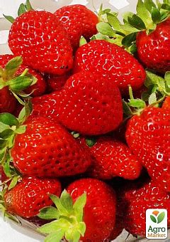 САЖЕНЦЫ ПЛОДОВЫХ ДЕРЕВЬЕВ: купить саженцы почтой в Украине - цены в ...