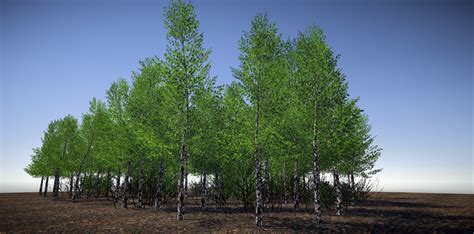 Gen04 Birchspinney01