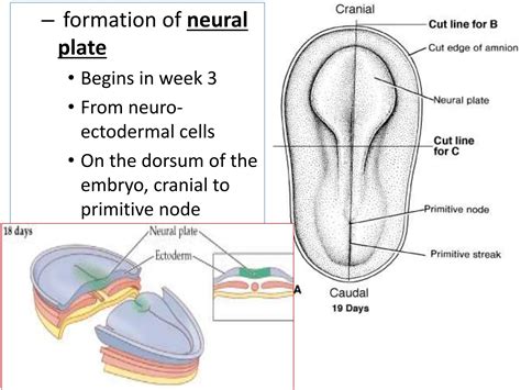 8nembryologydeveneurulationsomitespptx