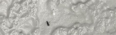 Identification R Whatsthisbug