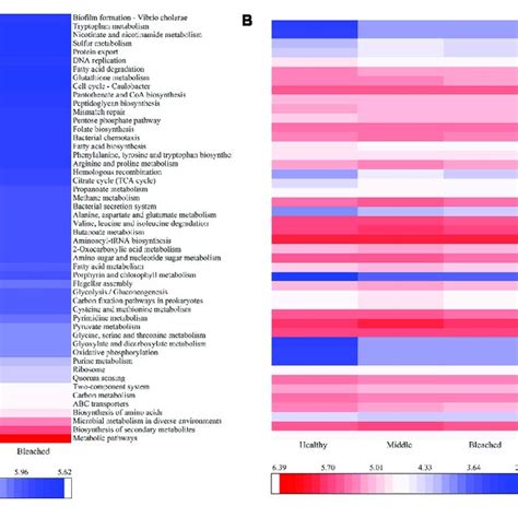 Picrust2 Function Prediction Showing A The Abundances Of The Top 50 Download Scientific