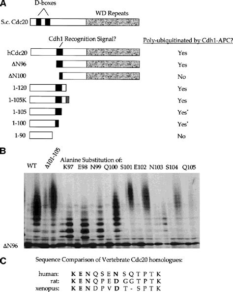 Figure 2 From The Ken Box An Apc Recognition Signal Distinct From The D Box Targeted By Cdh1