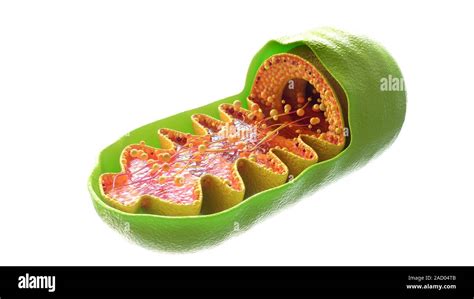 Mitochondriale Matrix Fotos Und Bildmaterial In Hoher Auflösung Alamy