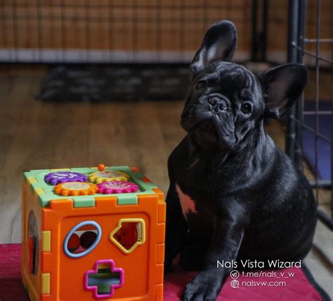 Щенки французского бульдога