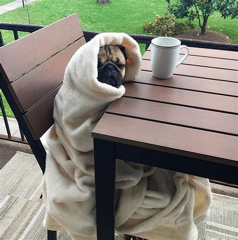 Прикольные картинки про утро смешные картинки