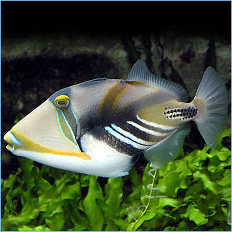 Humu Picasso Triggerfish Petes Aquariums And Fish