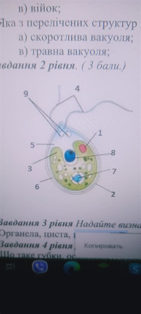 Яку клітину зображено Цифрами Школьные Знания Com