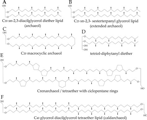 The Structures Of Archaeal Membrane Lipids A Archaeal C 20 B