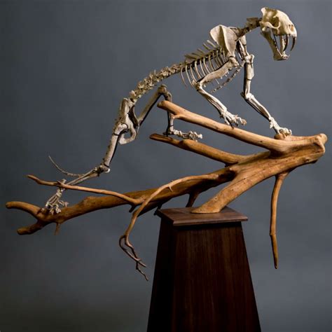 Sabertooth Tiger Fossil Skeleton Skullstore Inc
