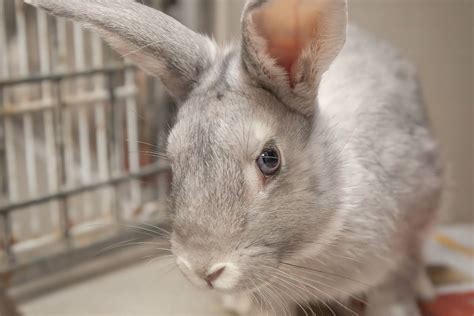 Signs Of Dying Rabbit Identifying 15 End Of Life Indicators