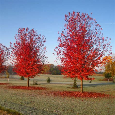 Autumn Blaze Maple Tree Flora Corner