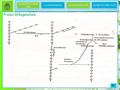 Glukoneogenesis Glikogenesis Glikogenolisis Dan Diabetes Melitus Pptx