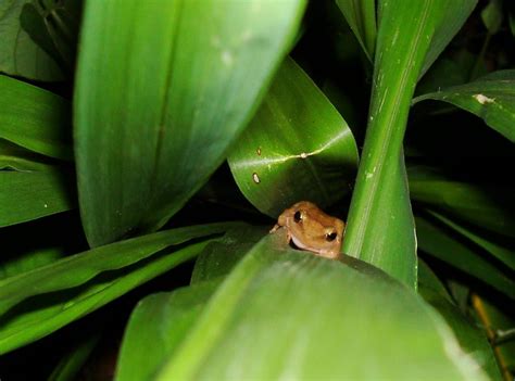 Coqui Frog Maui Invasive Species Committee Misc