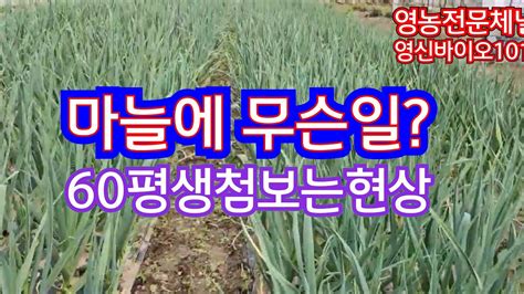 178토마토 마늘 대풍비결 안쓰면무조건 손해 따라만해도 대풍 토마토마늘그린톡톡 Youtube