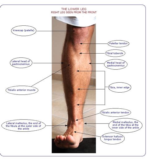 Shin Bone Bruise