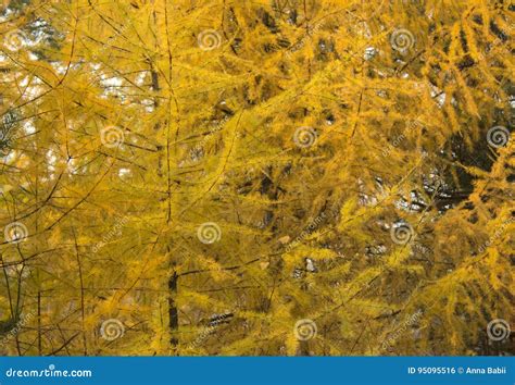 秋叶背景 落叶松属黄色针 背景贝加尔湖湖杉树 库存照片 图片 包括有 秋天 森林 本质 背包 杉木 95095516