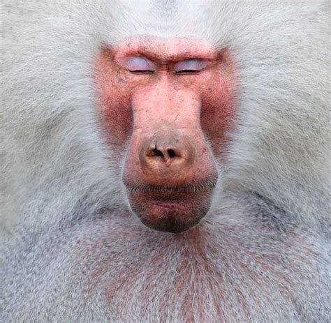 Hamadryas Baboon Artofit