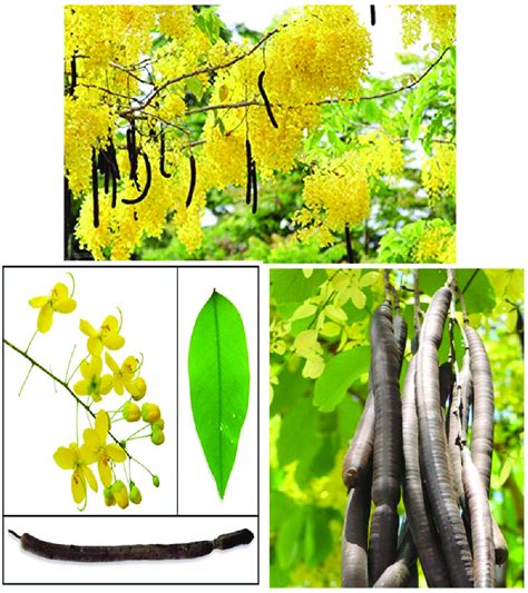 Plant Of Cassia Fistula Download Scientific Diagram