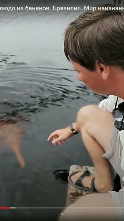 Розовый дельфин Youtube