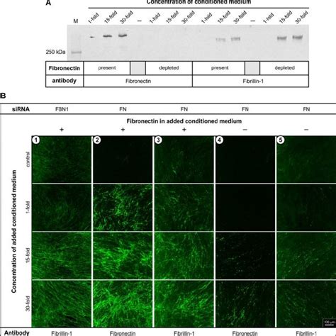 Schematic Overview Of Recombinant Fibrillin And Fibronectin Fragments Download Scientific