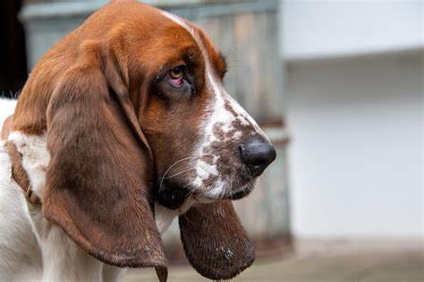 European Basset Hounds A Guide To Owning And Caring