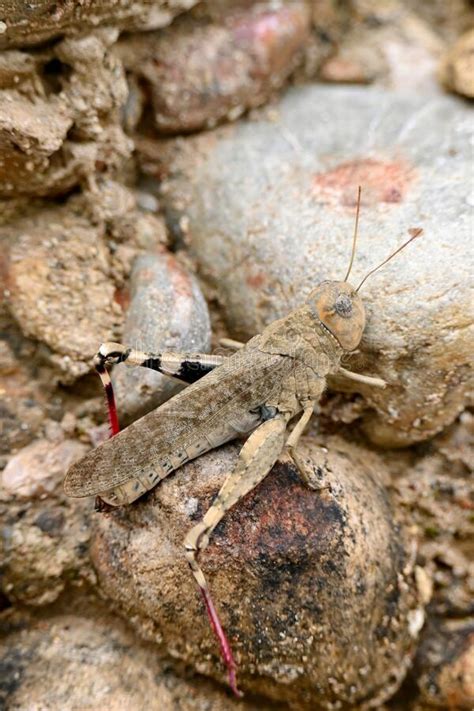 Closeup The Brown Bug Insect Locust Brown Grasshopper Hold And Sitting On Brown Stone Soft Focus