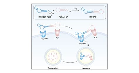 Development Of Integrin Facilitated Bispecific Aptamer Chimeras For Membrane Protein Degradation