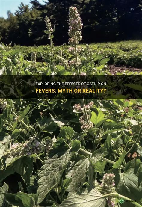 Exploring The Effects Of Catnip On Fevers Myth Or Reality Shuncy