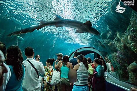 ¡construcción De Cuarta Se Desploma Obra De Remodelación Del Acuario