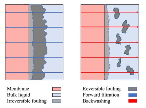 A Transient Biological Fouling Model For Constant Flux Microfiltration
