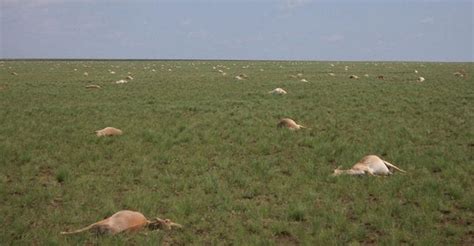 Saiga Antelope Die Off In Kazakhstan First Concrete Evidence Of Link