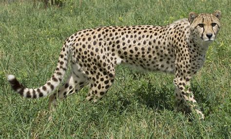Top 999 Cheetah Images Amazing Collection Cheetah Images Full 4k