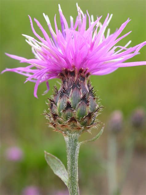 Centaurea Maculosa Wikipedia