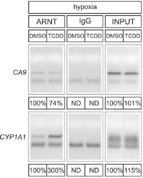 Figure 4 From Role Of Aryl Hydrocarbon Receptor In Modulation Of The Expression Of The Hypoxia