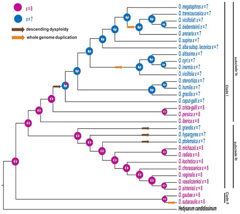 The Chromosome Number And Rdna Loci Evolution In Onobrychis Fabaceae