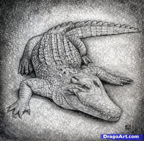 How To Draw A Realistic Crocodile Art Hub At Eileen Rogers Blog