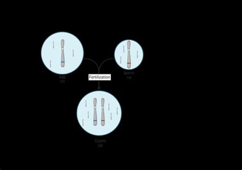 Environmental Influence And Sex Linked Genes Genetics Basics And