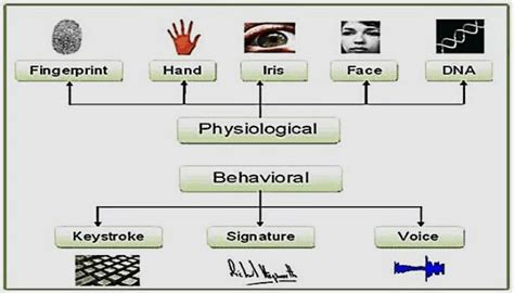 Categorization Of Biometrics Download Scientific Diagram