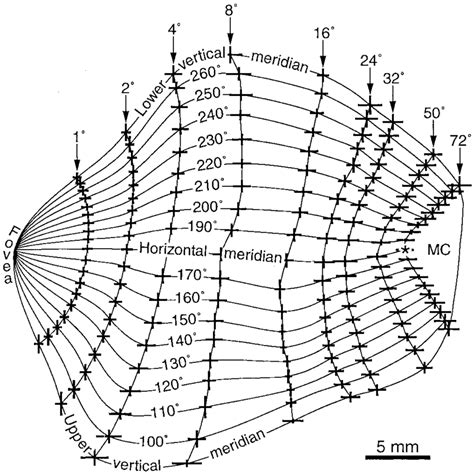 Mean Retinotopic Map Compiled By Averaging Maps From The Left And The