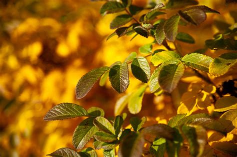 밝은 단풍 클로즈업 매크로 사진 가을 빨간색과 주황색 잎 0명에 대한 스톡 사진 및 기타 이미지 0명 10월 11월 Istock