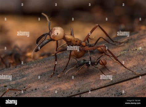 Army Ants Eciton Burchellii Swarm Across The Forest Floor Large