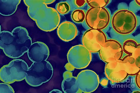 Shape Of Bacterial Cell Photograph By Turgay Koca Fine Art America
