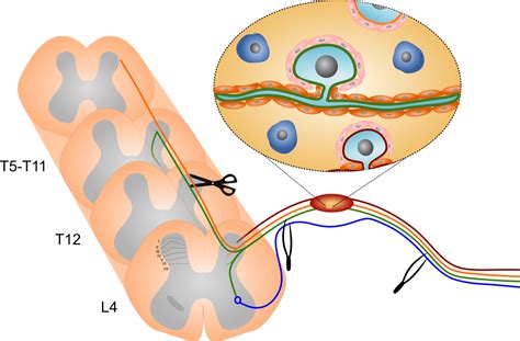 Schema Portfolio InPrint A Scientific Communication Network Washington University In St Louis