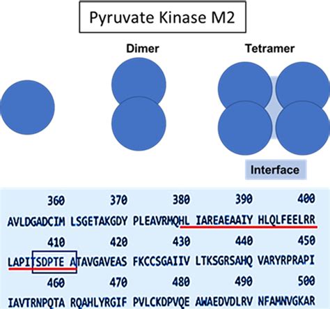 Schematic Representation Of Pkm2 Dimerization And Tetramerization The Download Scientific